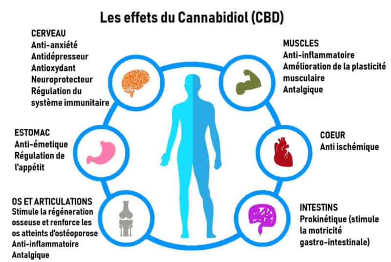 Quels sont les effets du CBD ? | CBDISSIMO