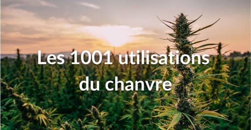 Le chanvre, tout savoir sur cette plante | CBDISSIMO
